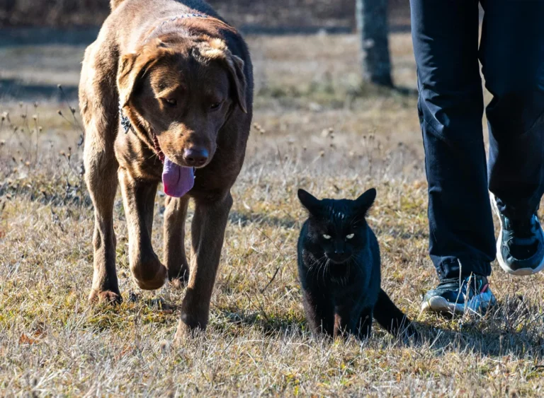 Nextstar vs Capstar: Complete Flea Treatment Comparison